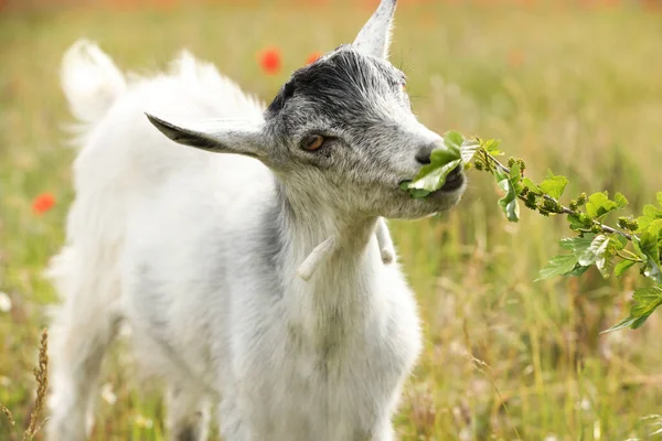 Goat eating plant Stock Photos, Royalty Free Goat eating plant Images ...