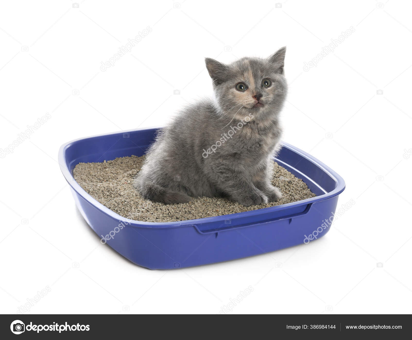 Cute British Shorthair Kitten Litter Box White Background — Stock Photo ...