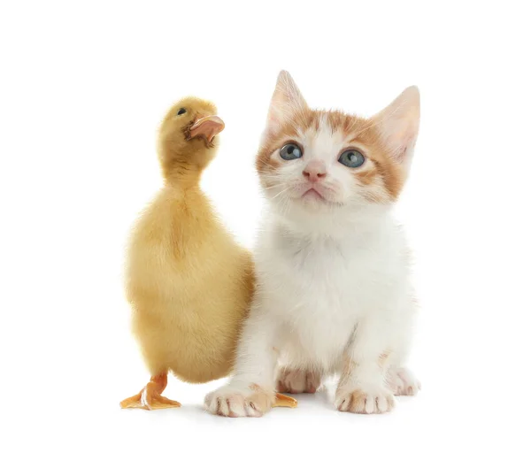 Baby Ducks And Kittens