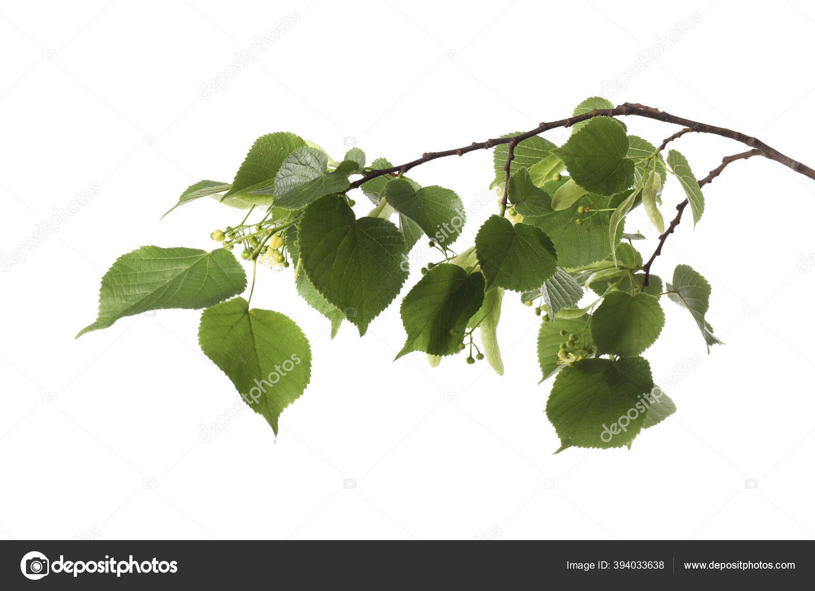 Linden Tree Branch Fresh Young Green Leaves Blossom Isolated White ...