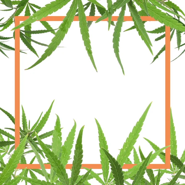 Marijuana border Stock Photos, Royalty Free Marijuana border Images ...