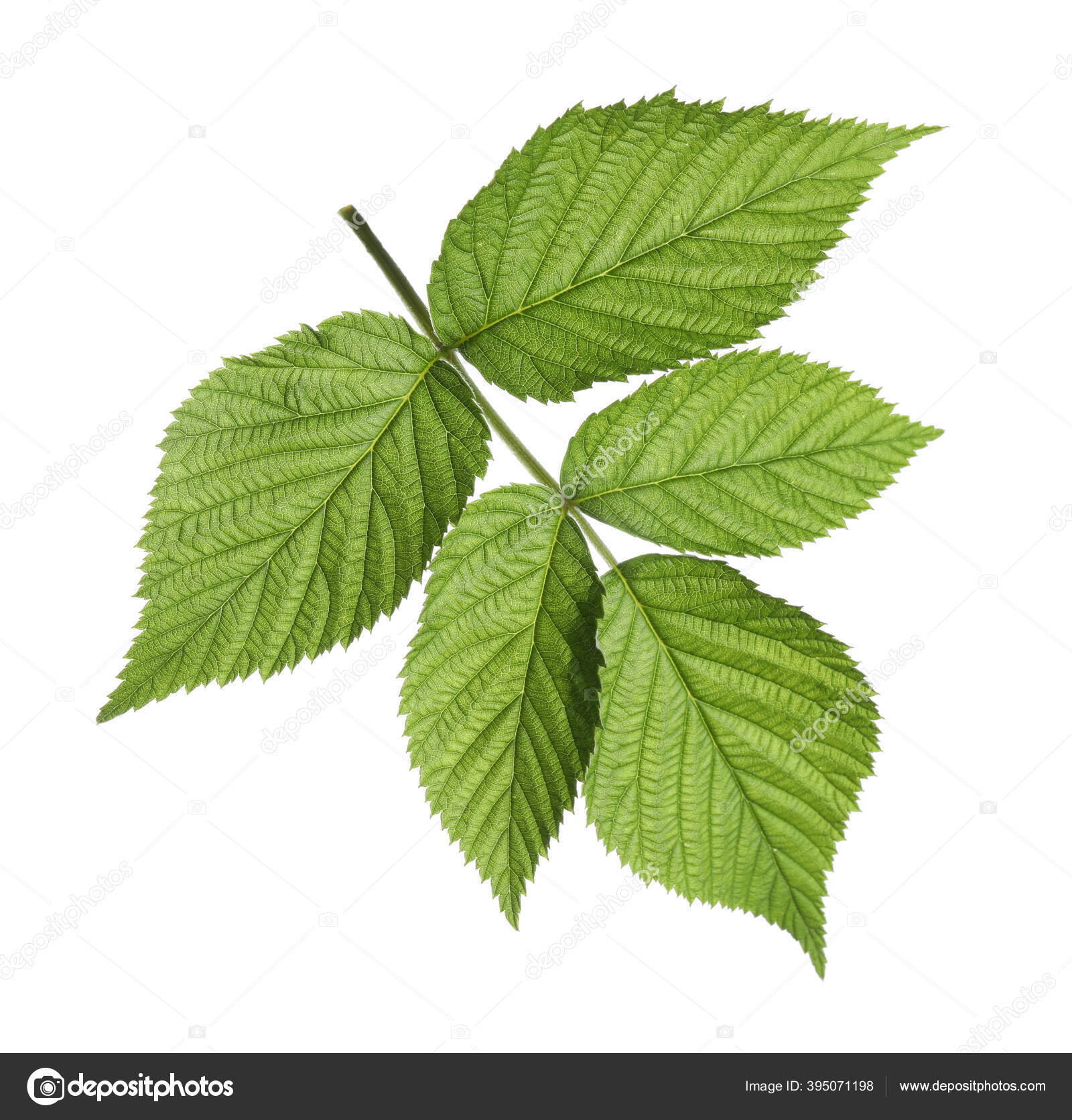 Fresh Green Raspberry Leaves Isolated White — Stock Photo © NewAfrica ...