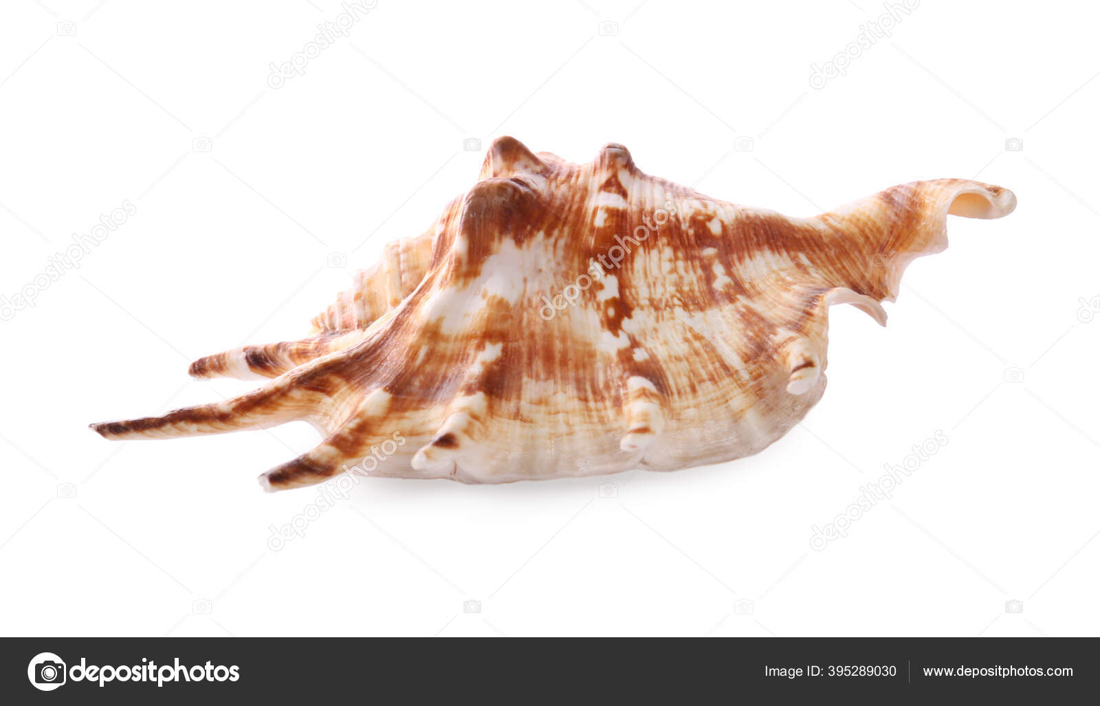 Beautiful Exotic Sea Shell Isolated White — Stock Photo © NewAfrica ...