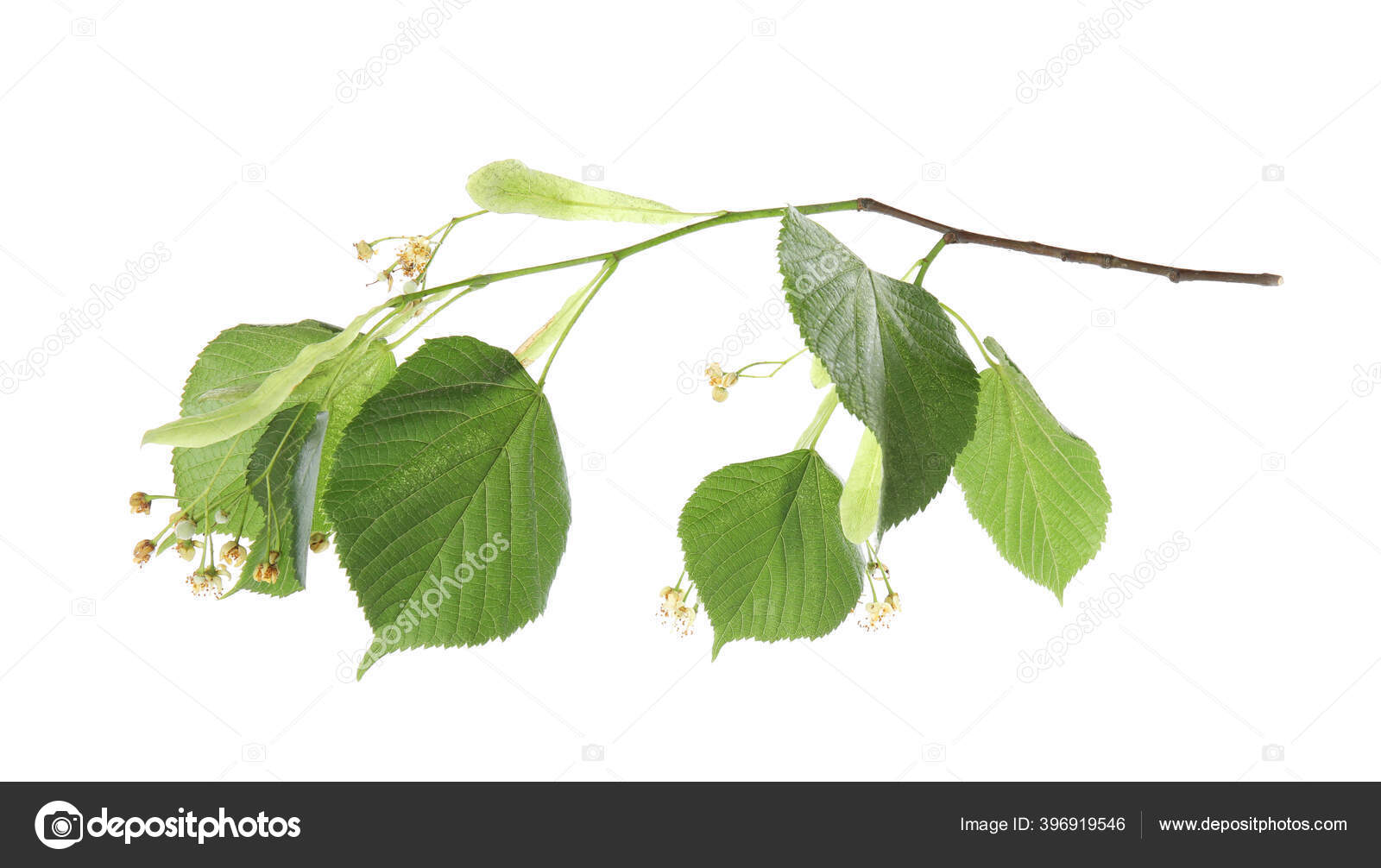 Linden Tree Leaf