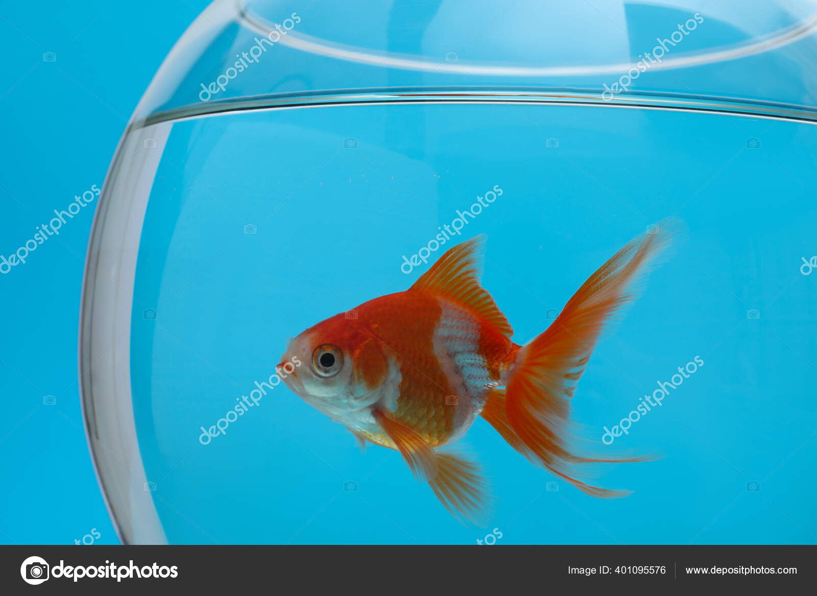 Beautiful Goldfish Aquarium Blue Background Closeup — Stock Photo ...