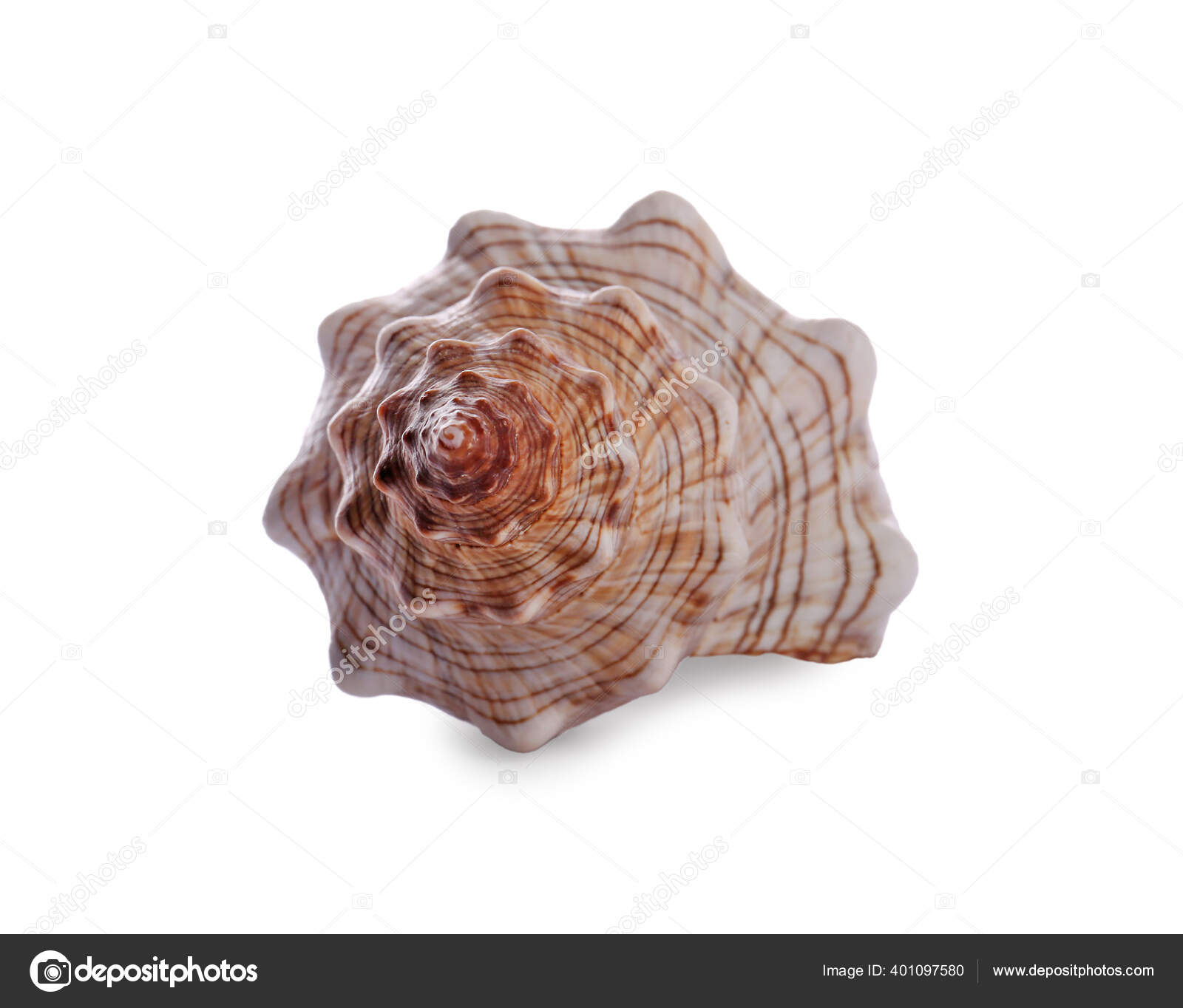Beautiful Exotic Sea Shell Isolated White Stock Photo by ©NewAfrica ...
