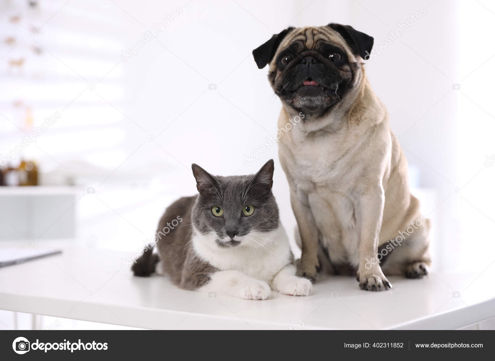 Are Pugs Good With Cats