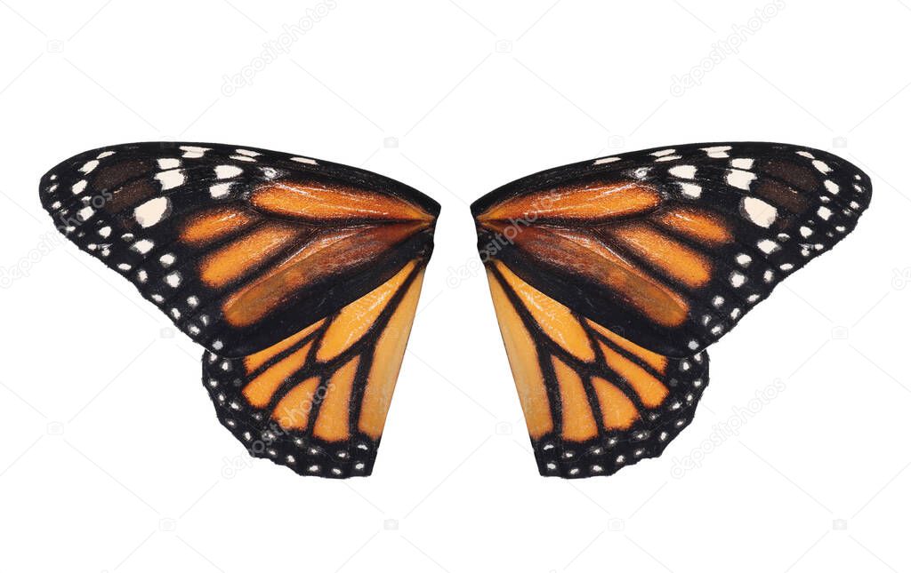 Hermosas alas de mariposa monarca sobre fondo blanco 2022