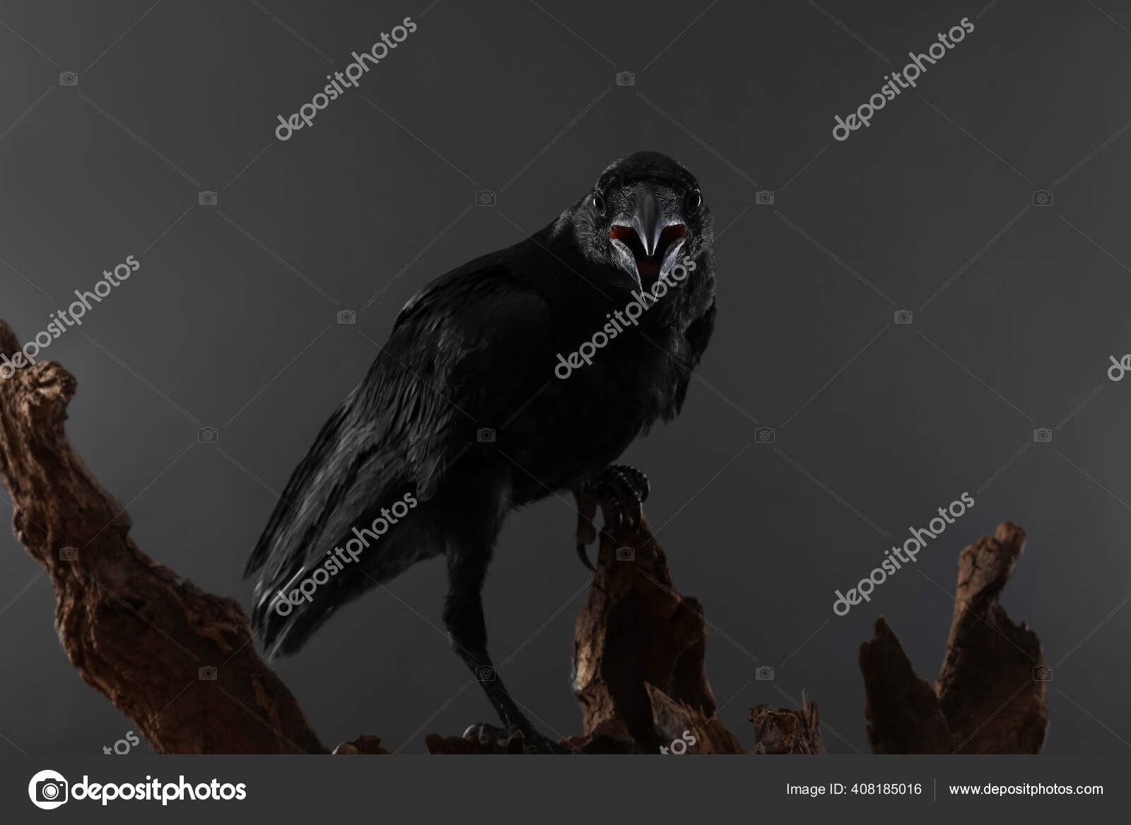 Beautiful Common Raven Perched Wood Dark Background Stock Photo by ...