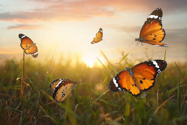Flying Beautiful Butterflies