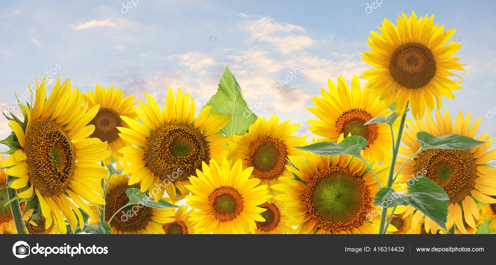 Many Bright Sunflowers Sky Background Banner Design — Stock Photo ...