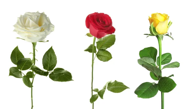 Types of roses Stock Photos, Royalty Free Types of roses Images ...