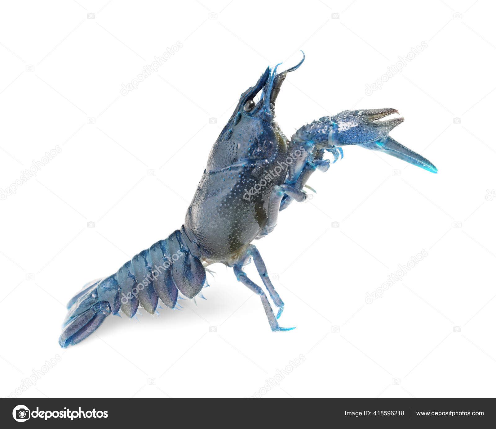 Blue Crayfish Isolated White Freshwater Crustacean — Stock Photo ...