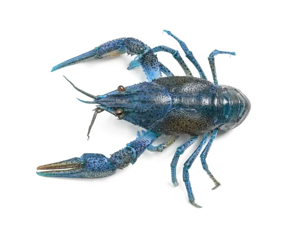 Homard bleu images libres de droit, photos de Homard bleu | Depositphotos