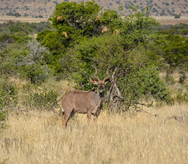 Kudu bull in Southern African savanna - Stock Image - Everypixel