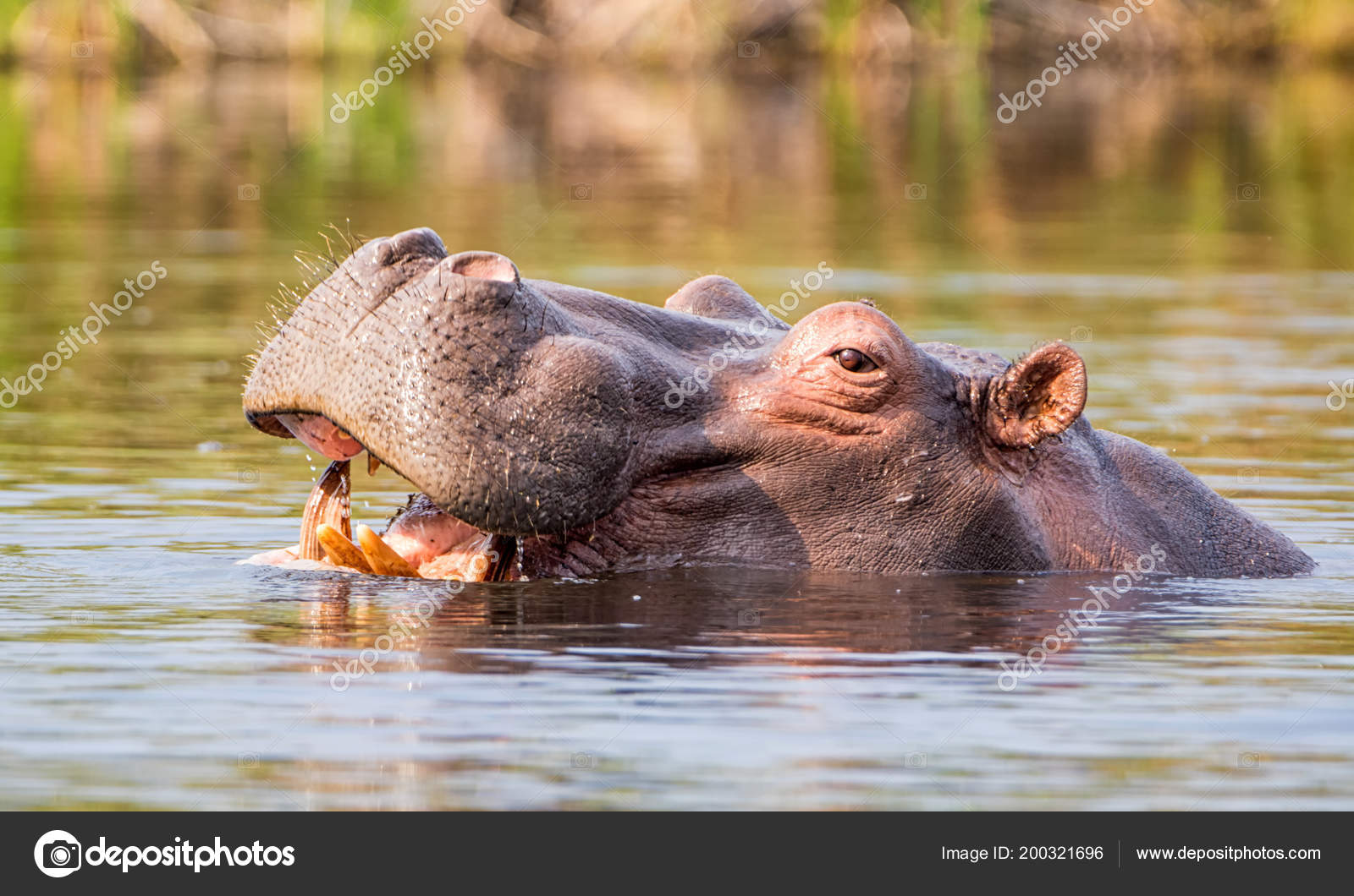 Hippo River Caprivi Strip Namibia Stock Photo by ©Binty 200321696