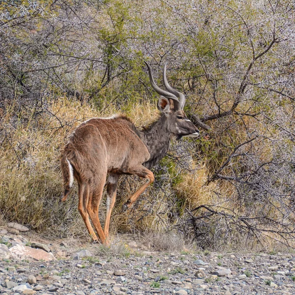 Kudu bull in Southern African savanna - Stock Image - Everypixel
