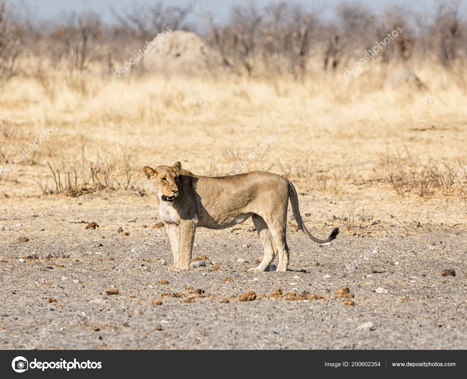 Lioness Walking Namibian Savanna Stock Photo by ©Binty 200602354