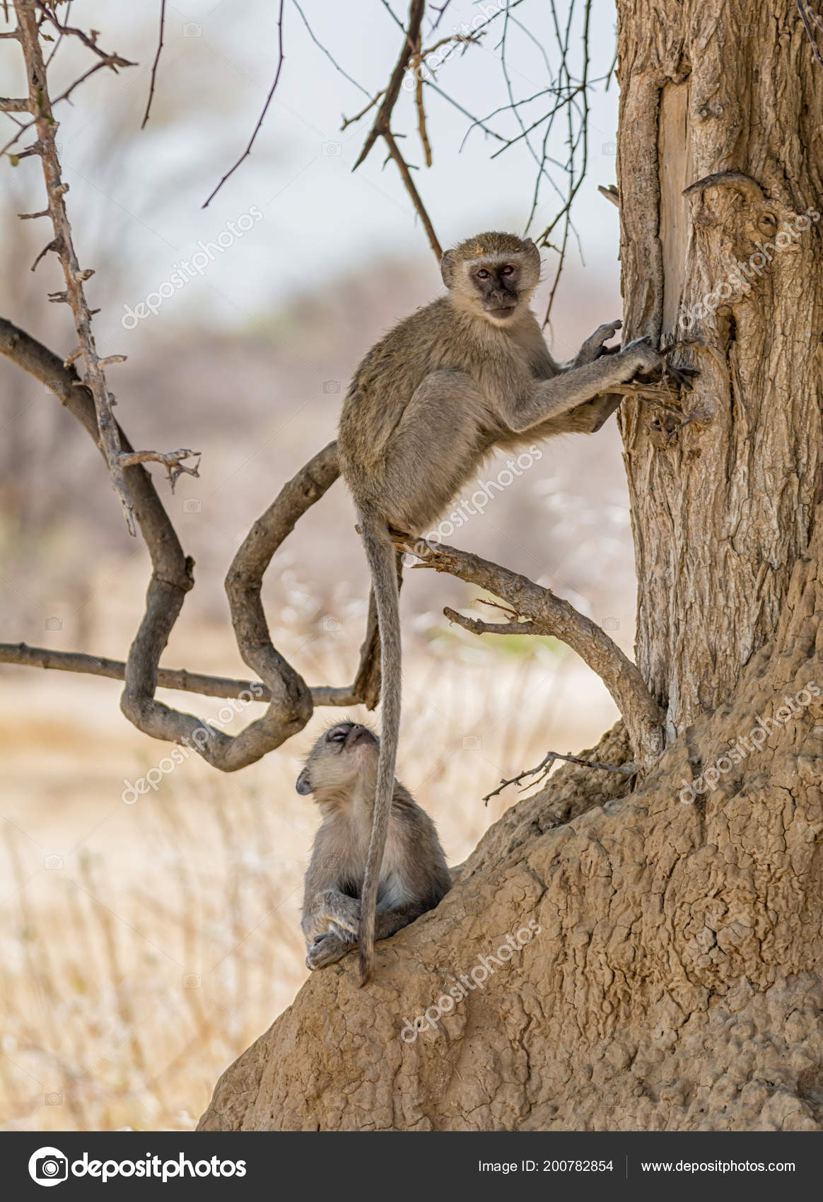 Vervet Monkeys Relaxing Shade Tree Namibian Savanna Stock Photo by ...
