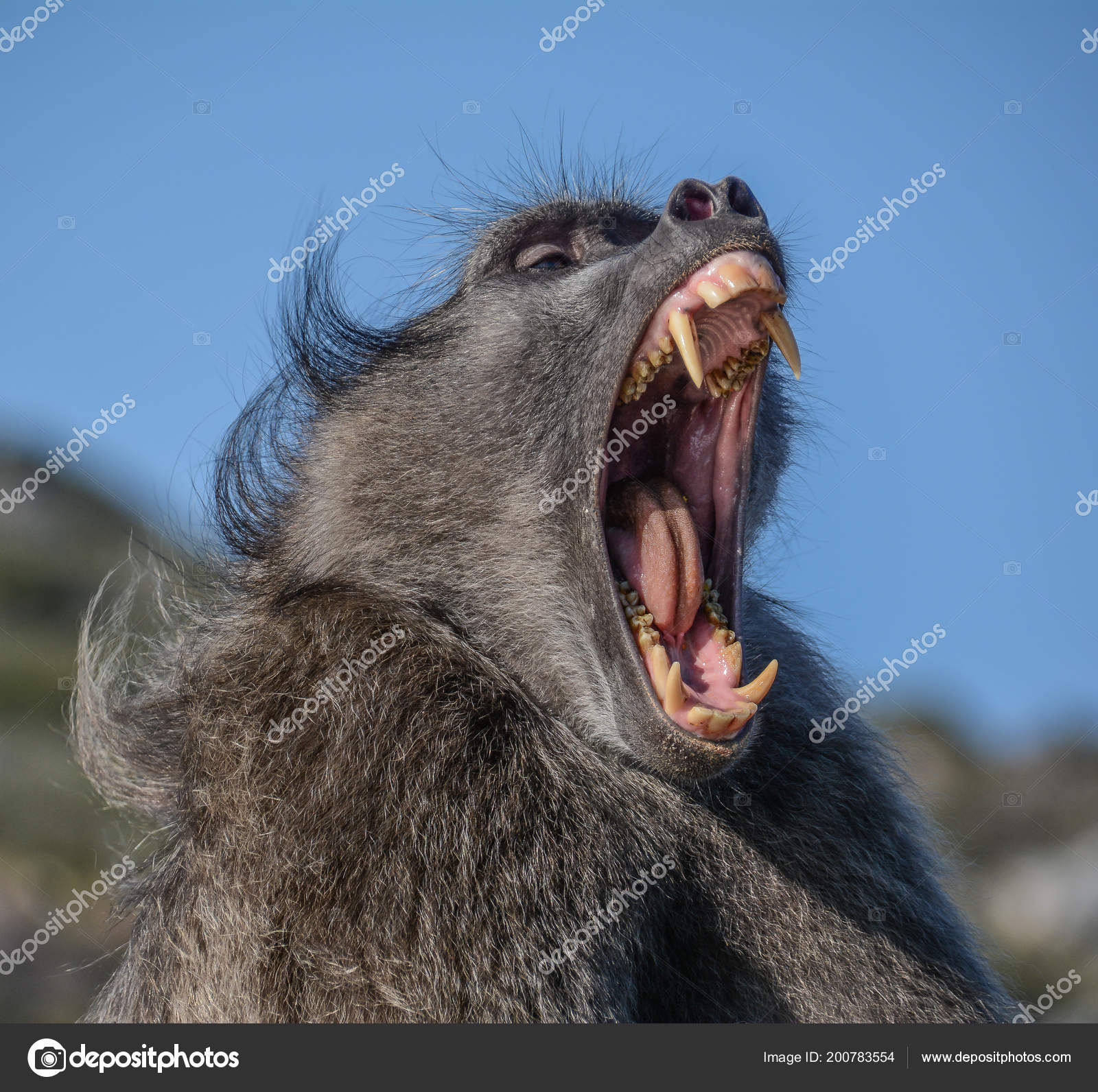 Chacma Baboon Teeth