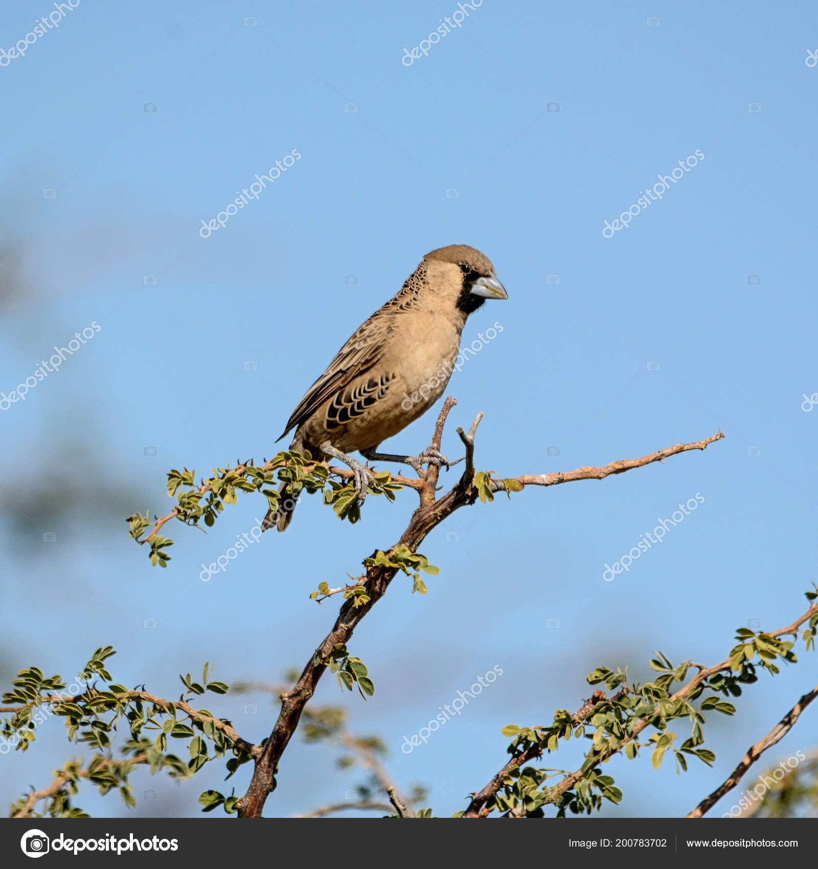 Sparrow Weaver Sitting Tree Branch Semi Arid Savannah Karoo Scrub ...