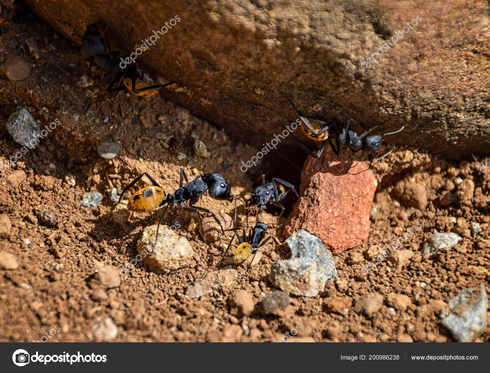 Balbyter Ants Southern African Savanna Stock Photo by ©Binty 200986238