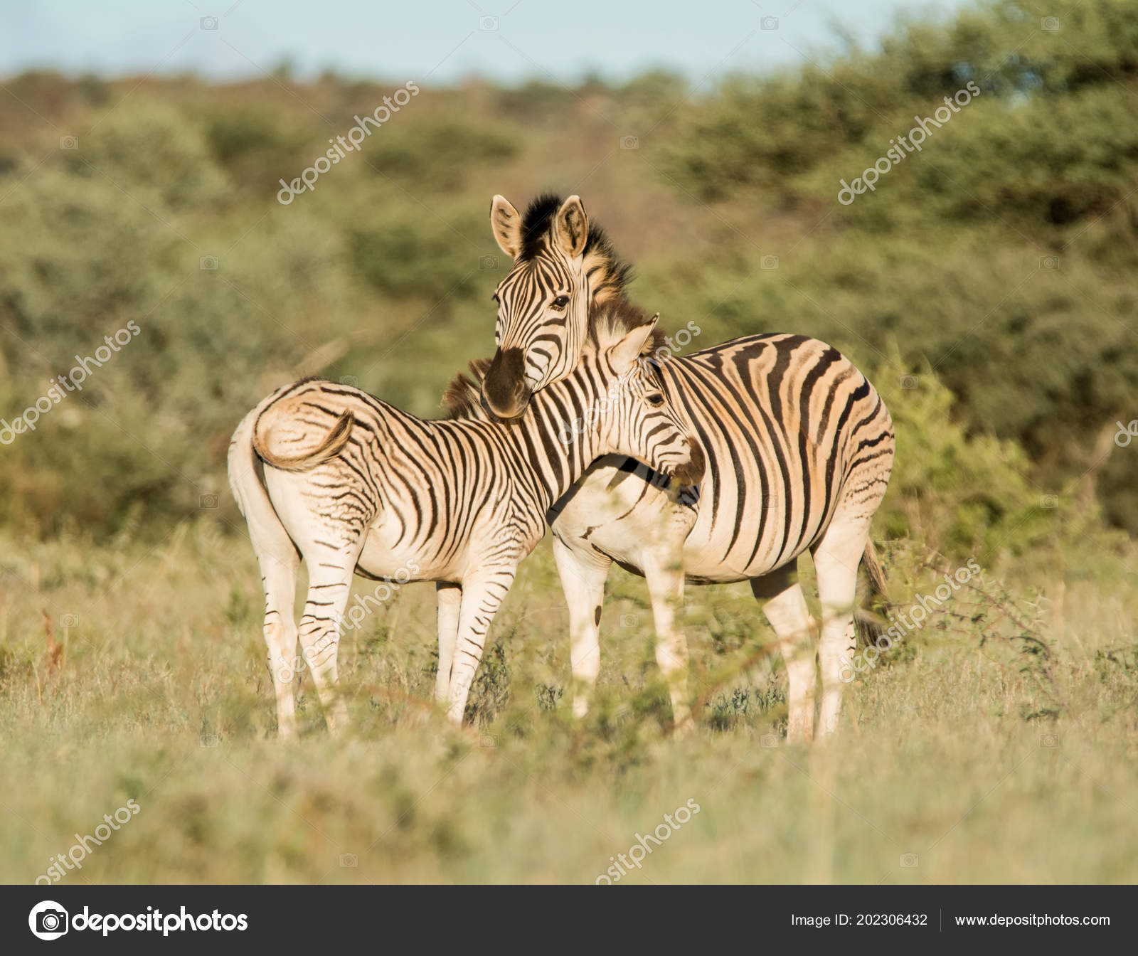 Cape Mountain Zebra Mother Colt Grassland Southern African Savanna ...