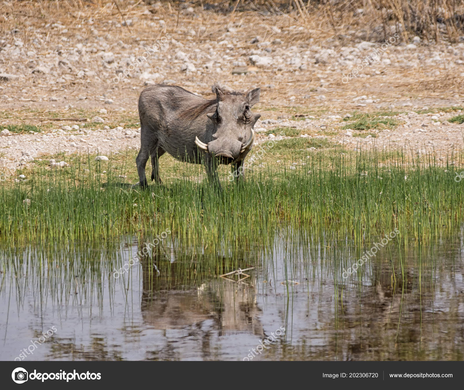Warthog Foraging Watering Hole Namibian Savanna Stock Photo by ©Binty ...