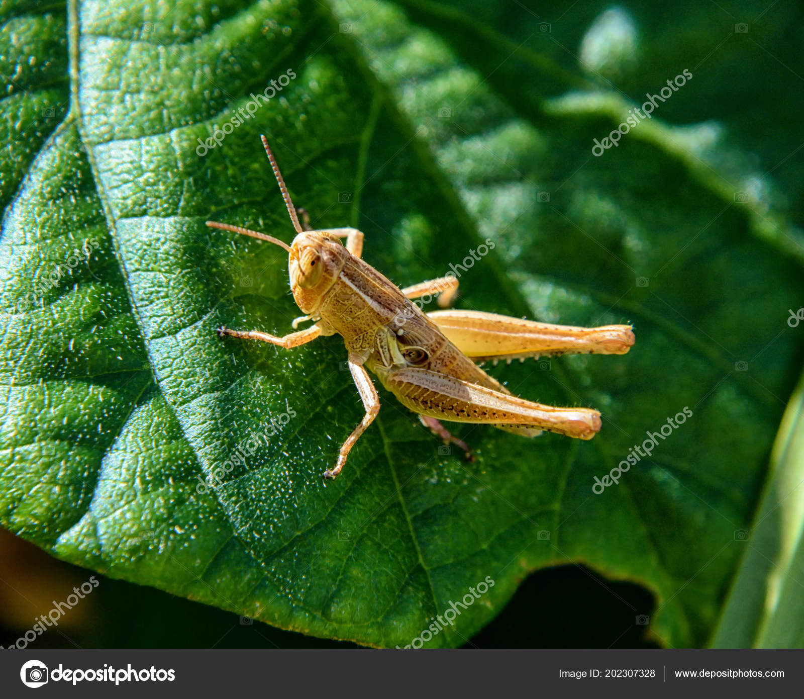 Rhachitopis Grasshopper Southern African Savanna Stock Photo by ©Binty ...