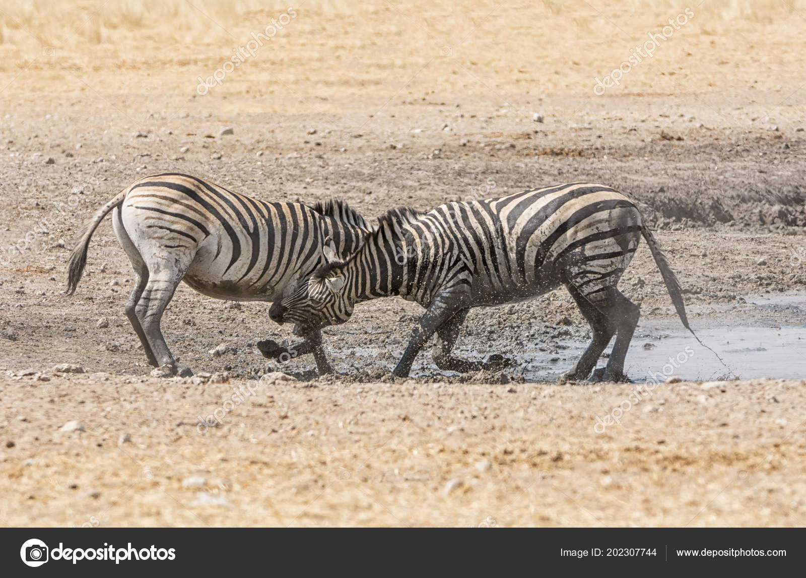 Zebras Fighting Sand Namibian Savanna Daytime Stock Photo by ©Binty ...