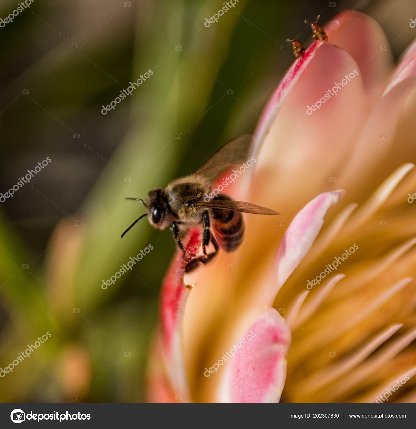 South African Bees