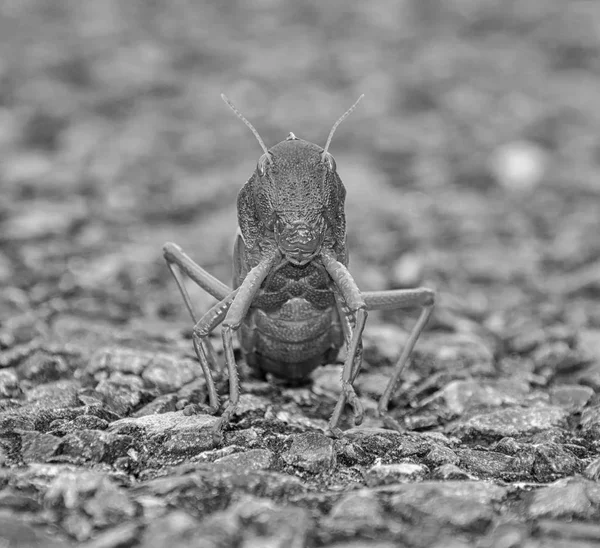 Monochrome Photo Robber Fly Catching Bee Sitting Flower — Stock Photo ...
