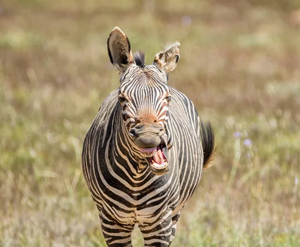 100,000 Reserva nacional de kenia Vector Images | Depositphotos