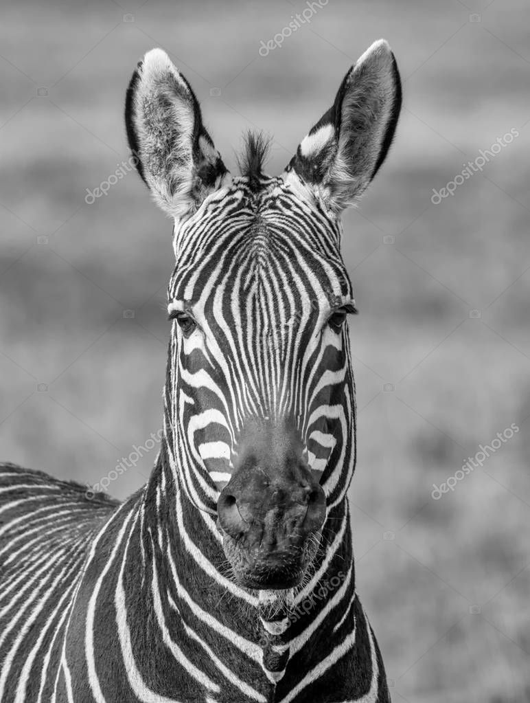 Retrato monocromático de Cape Mountain Zebra en la sabana del sur de ...