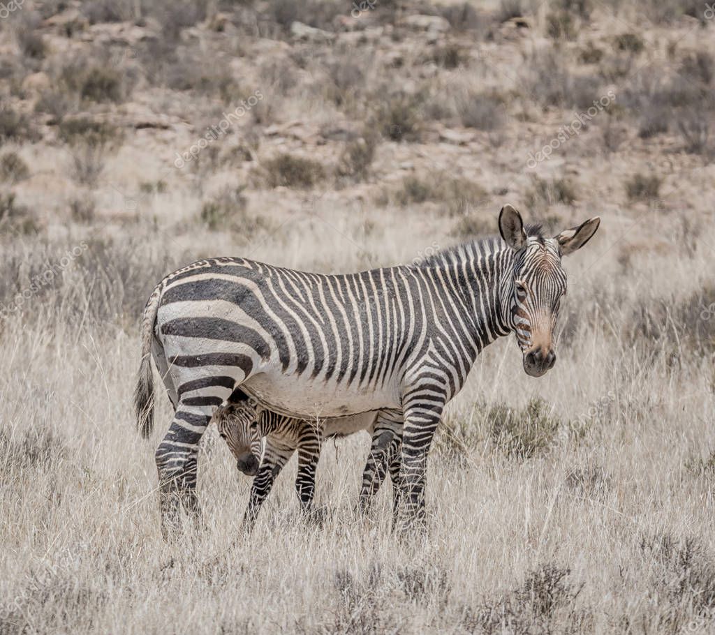 Madre cebra y potro caminando en la sabana del sur de África 2024