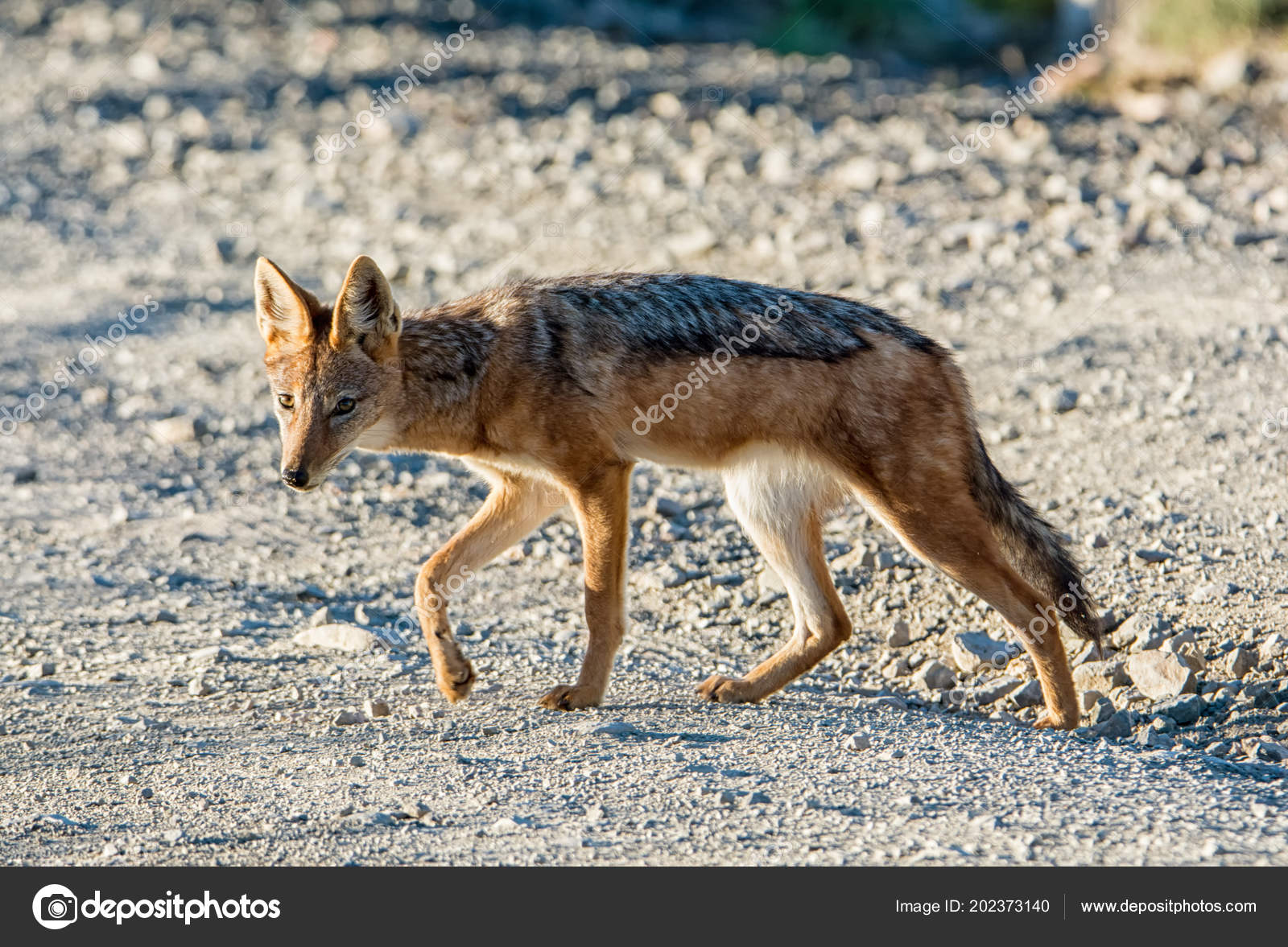 Black Backed Jackal Walking Namibian Savannah Stock Photo by ©Binty ...