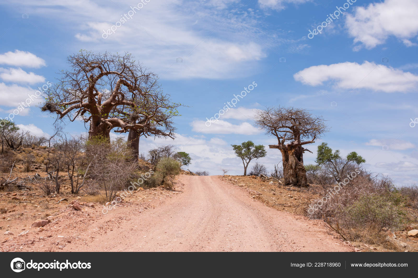 Limpopo Tree Limpopo Province In South Afri [IMAGE] | EurekAlert!