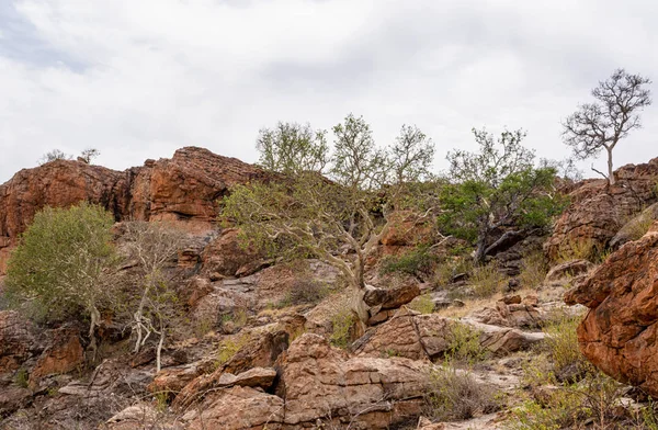 Larapinta trail Stock Photos, Royalty Free Larapinta trail Images ...