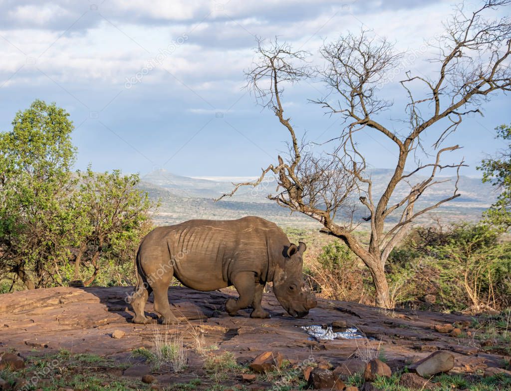 rinoceronte blanco en hábitat natural en la sabana del sur de África 2024