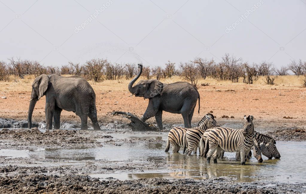 vista panorámica de elefantes en buen baño de barro en Namibia 2024