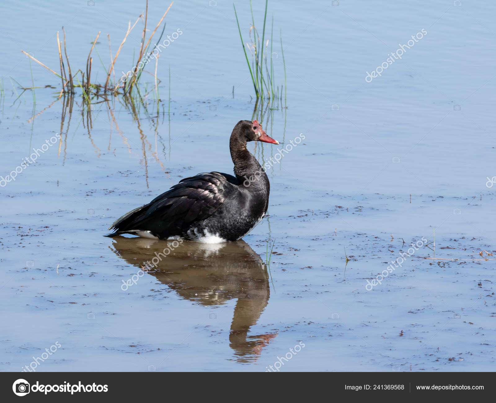 Spur Winged Fowl River Southern Africa — Stock Photo © Binty #241369568