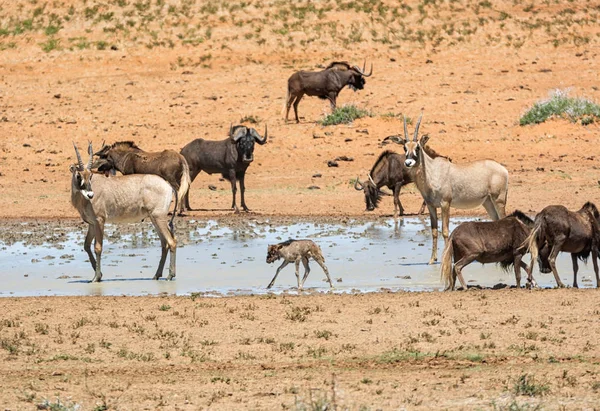 Animals Gathering Busy Watering Hole Southern African Savanna — Stock ...