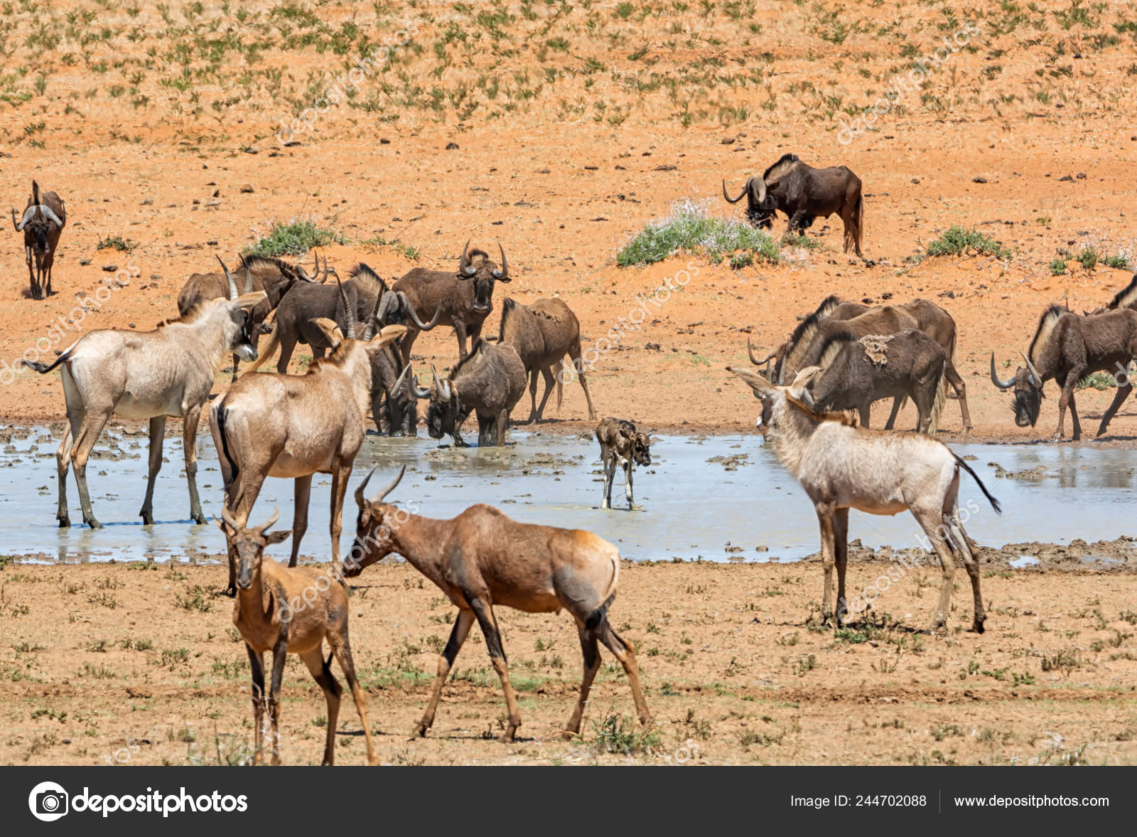 Differemt Animals In Africa Watering Hole With