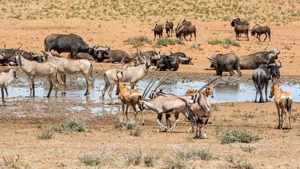 Animals Gathering Busy Watering Hole Southern African Savanna — Stock ...