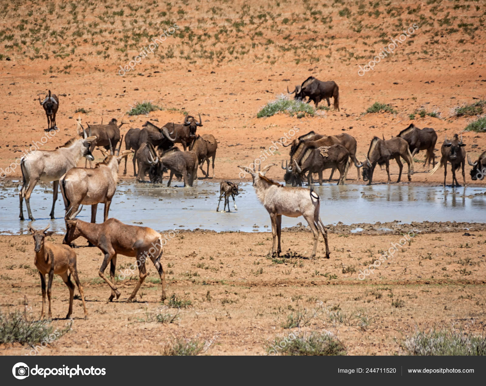 Animals Gathering Busy Watering Hole Southern African Savanna — Stock ...