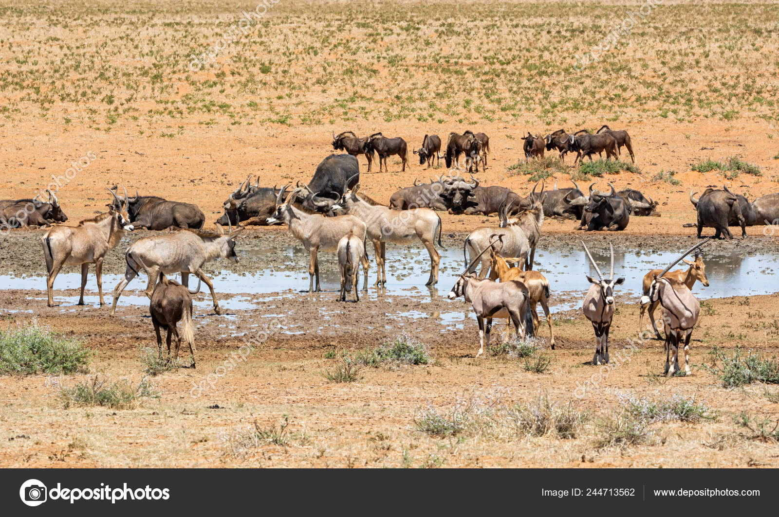 Differemt Animals In Africa Watering Hole With