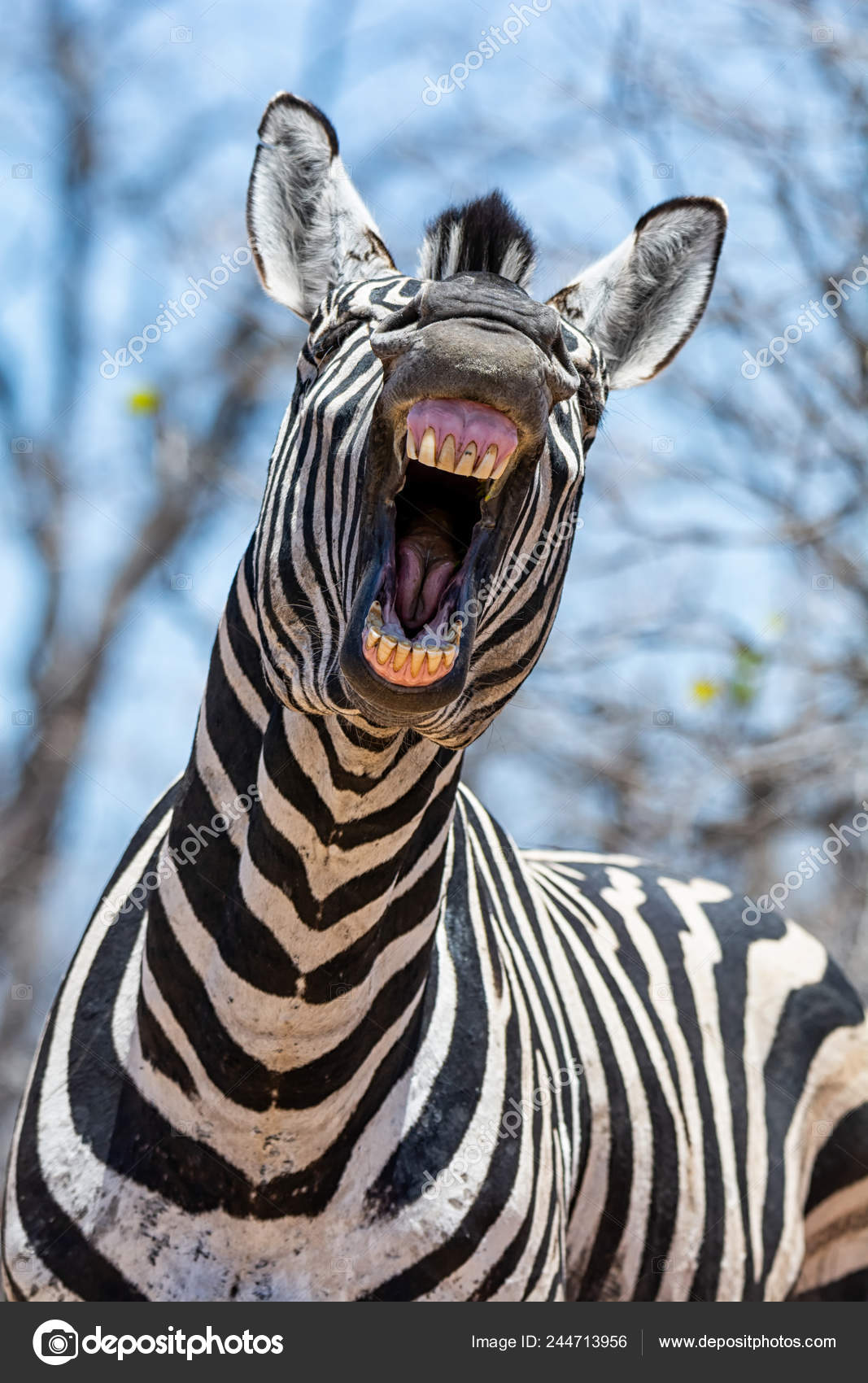 Closeup Zebra Looks Laughing — Stock Photo © Binty #244713956
