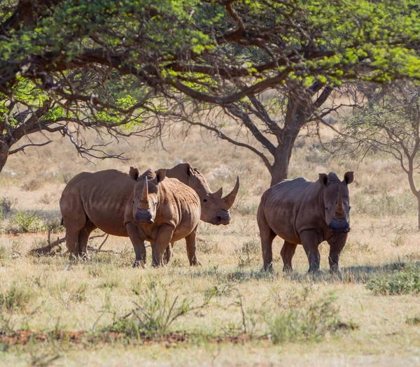 White Rhino Group Stock Photo by ©Binty 256642348