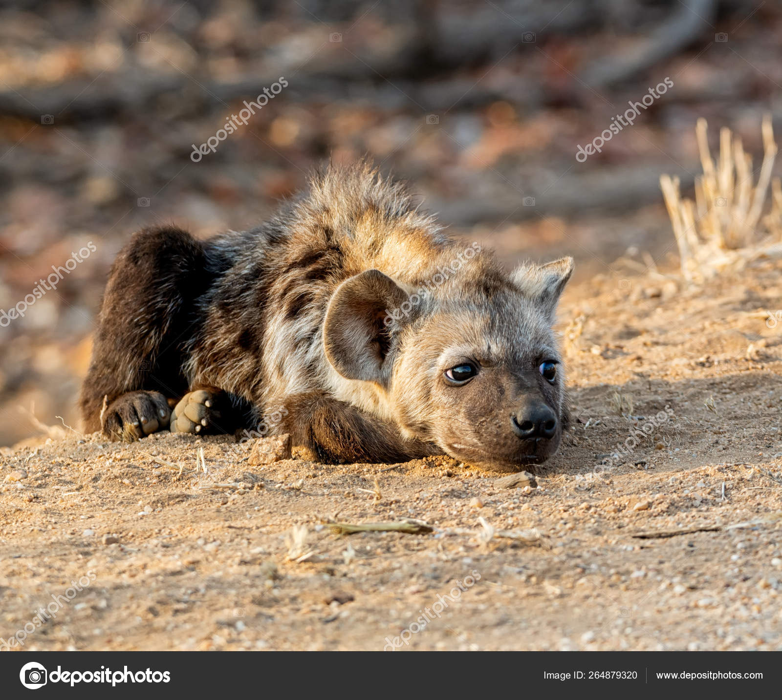 Spotted Hyena Pup