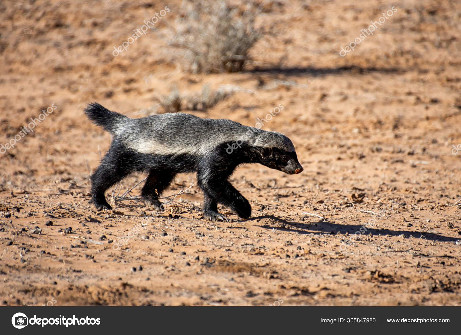 Stock De Tejón De Miel